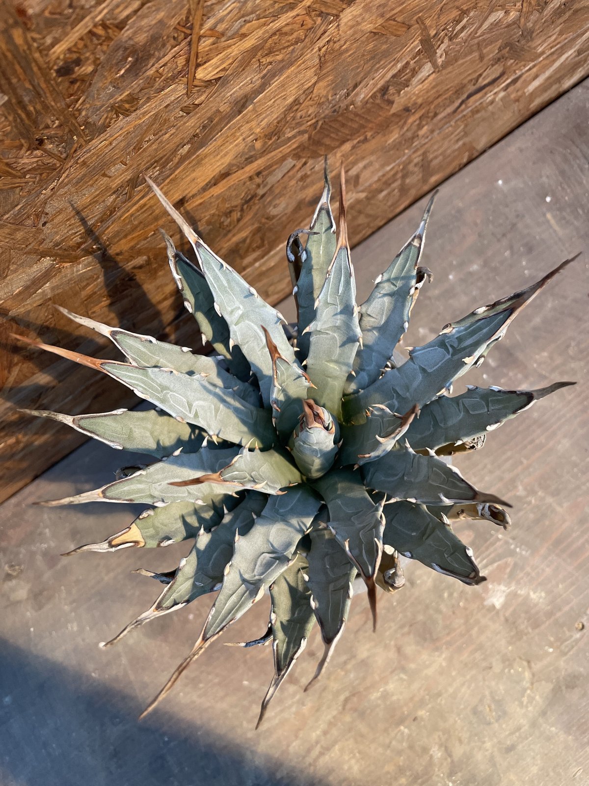 Agave utahensis eborispina 発根済み | J.P Plants