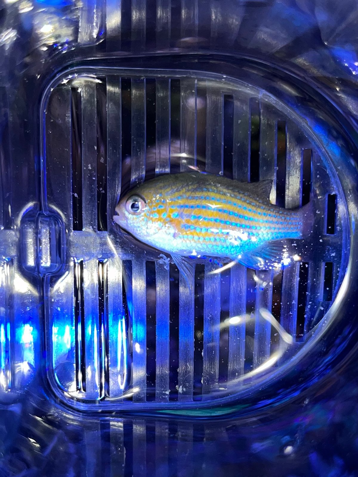 ラインドクロミス | Blenny’s