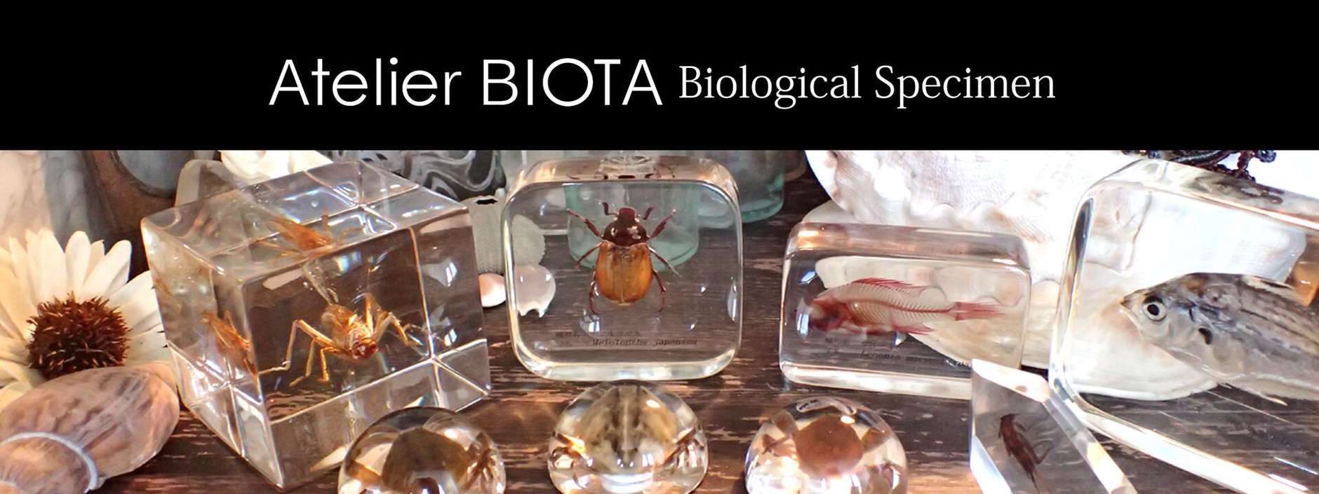 ハスノハカシパン樹脂封入標本ストラップ | Atelier BIOTA