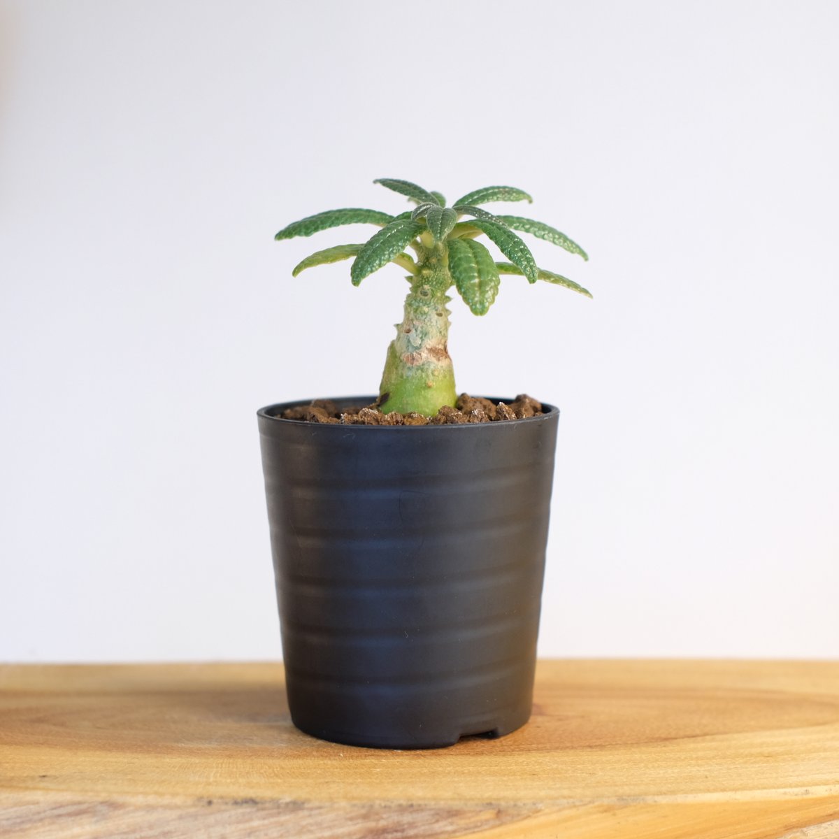 ドルステニア ギガス / Dorstenia gigas | 塊根植物 小苗専門店 ドルステニア ギガス / Dorstenia gigas | 塊根植物 小苗専門店