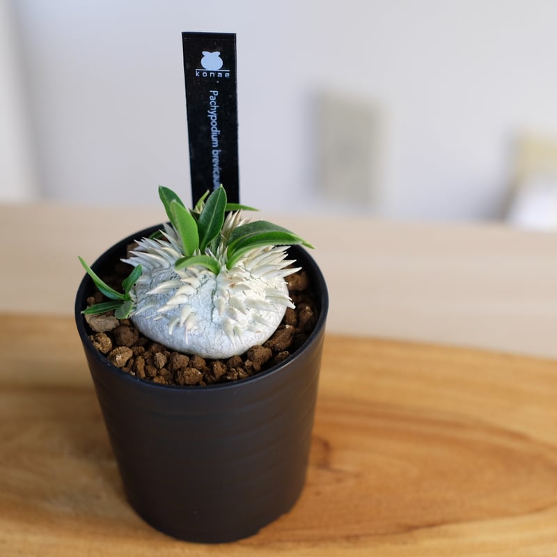 パキポディウム ブレビカウレ / Pachypodium brevicaule | 塊根 パキポディウム ブレビカウレ / Pachypodium brevicaule | 塊根