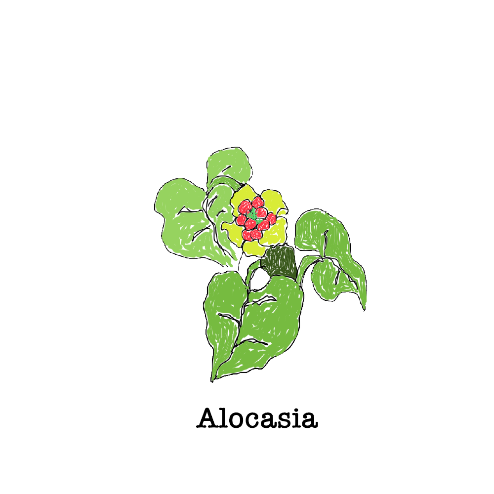 ABOUT | Alocasia ONLINE STORE