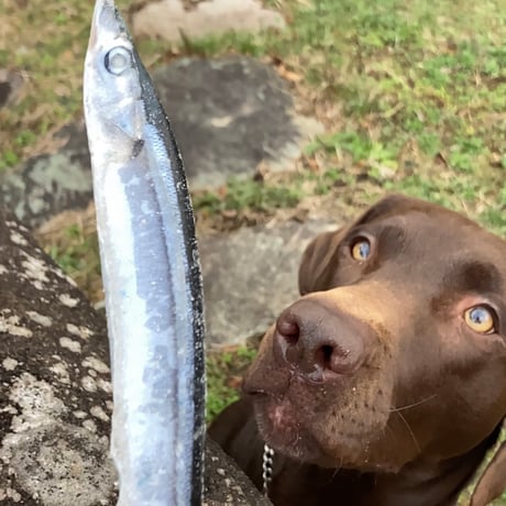 国産 ミニさんま 1kg | RIKKADOR