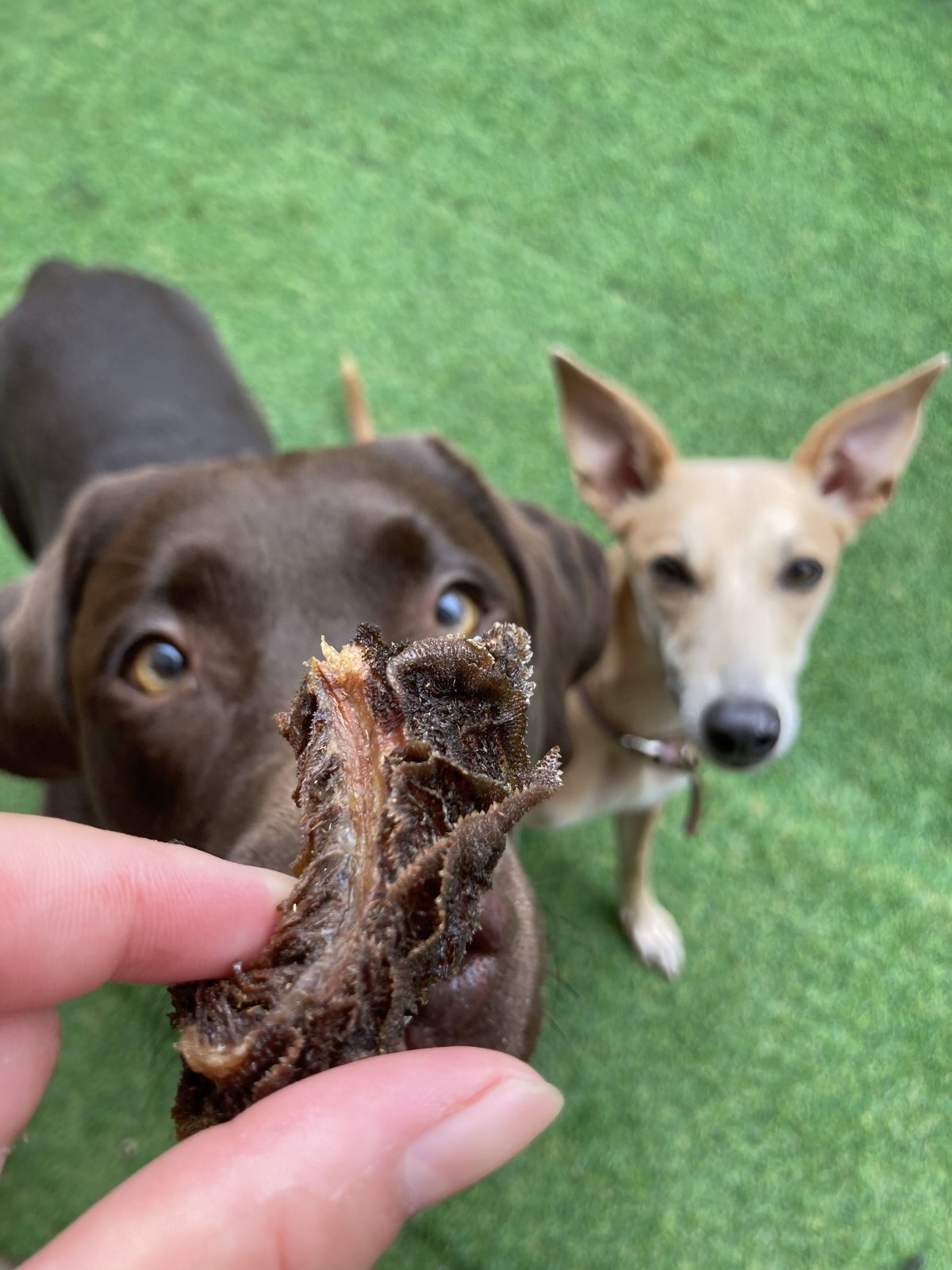 🐄牛トライプジャーキー100g | RIKKADOR