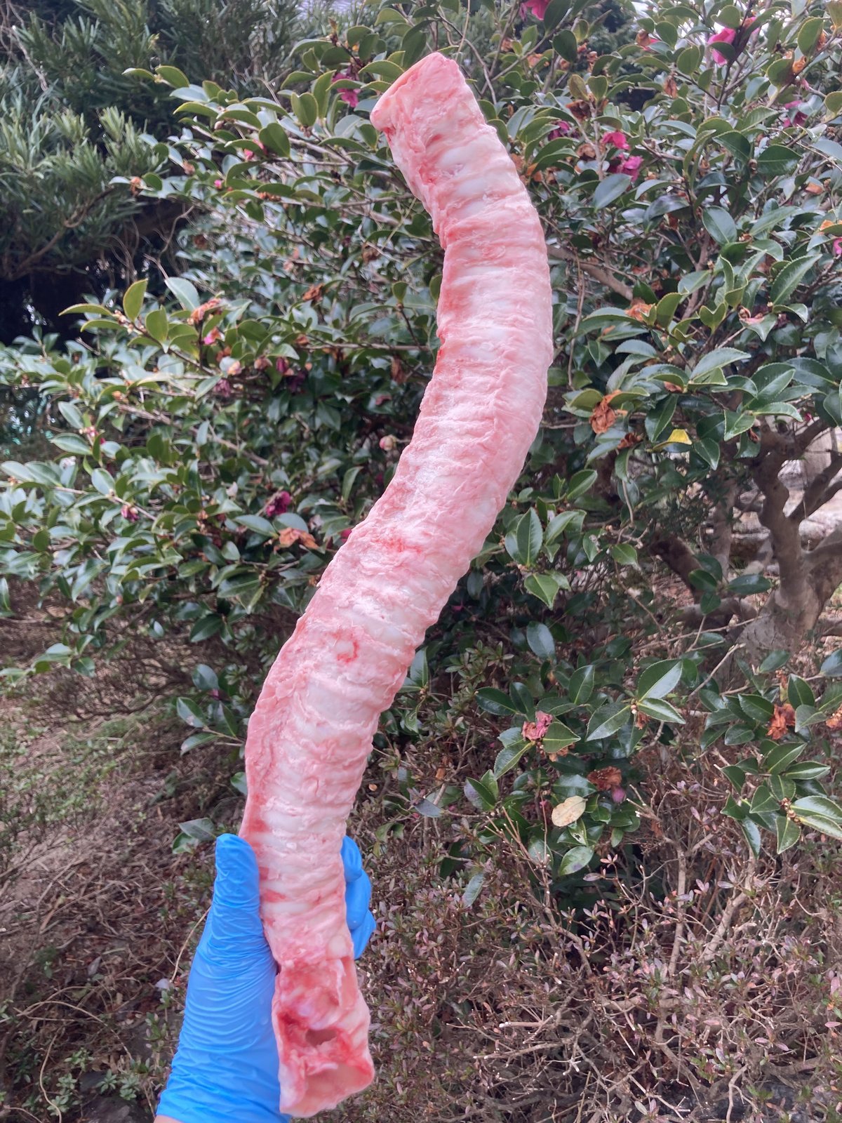 大特価‼️‼️生！牛のど軟骨1kg 2〜3本入り | RIKKADOR