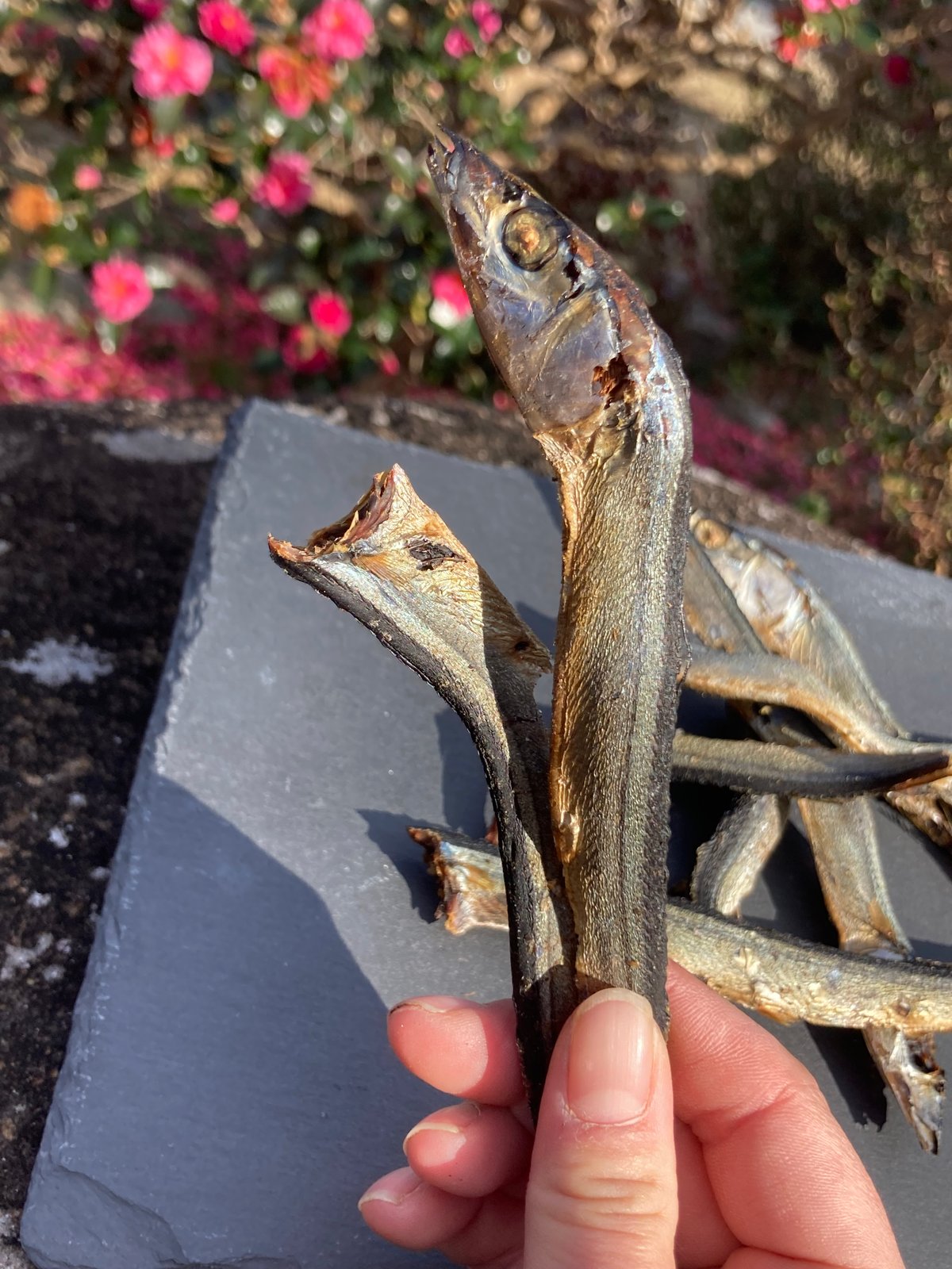 燻製ミニさんま | RIKKADOR