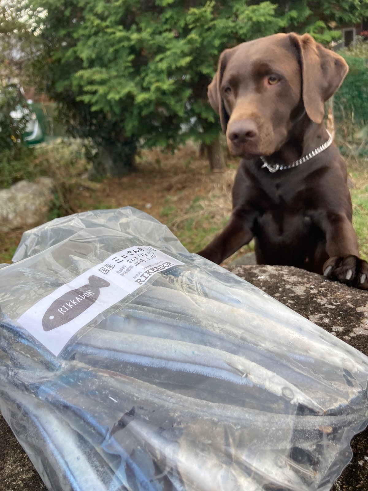 国産 ミニさんま 1kg | RIKKADOR