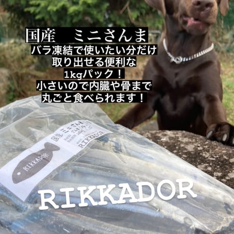 国産 ミニさんま 1kg | RIKKADOR