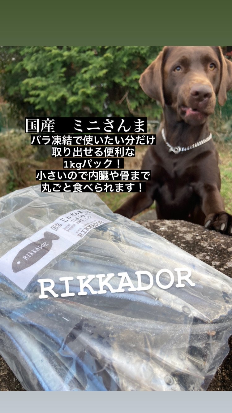国産 ミニさんま 1kg | RIKKADOR