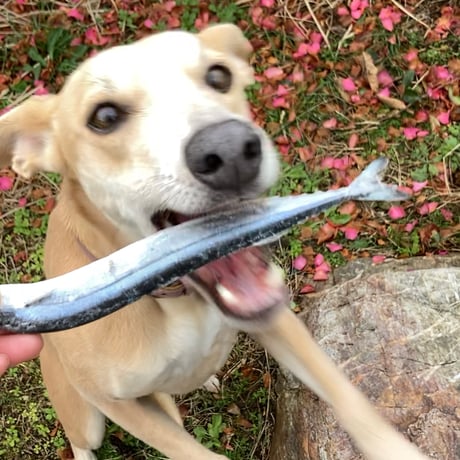 国産 ミニさんま 1kg | RIKKADOR