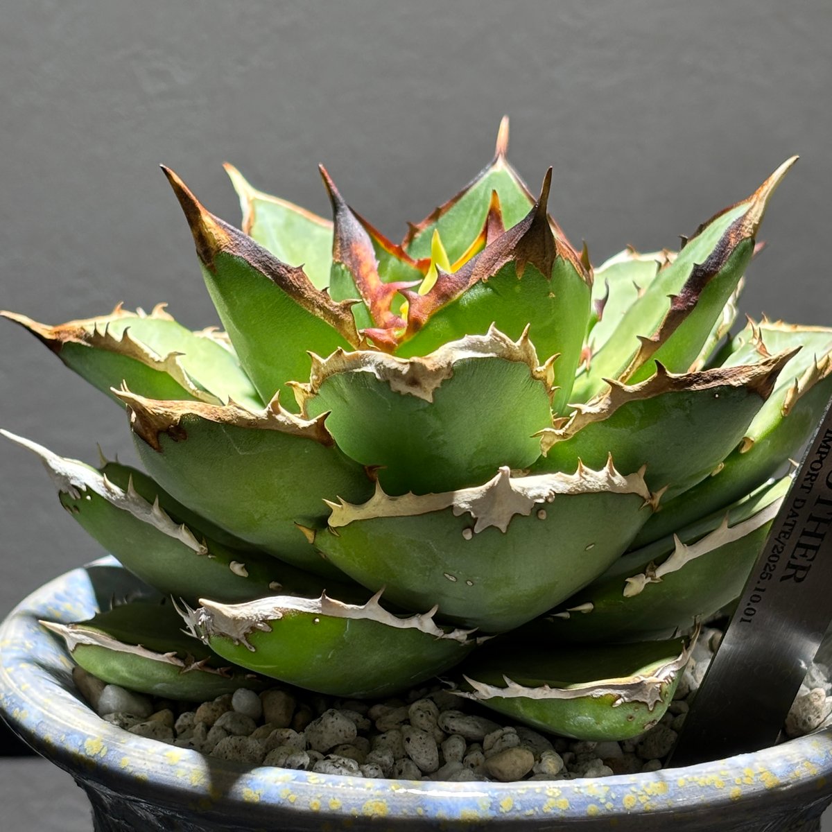 【O62IR056】【 Lava 】※発根済み | PLANET ROCK PLANTS