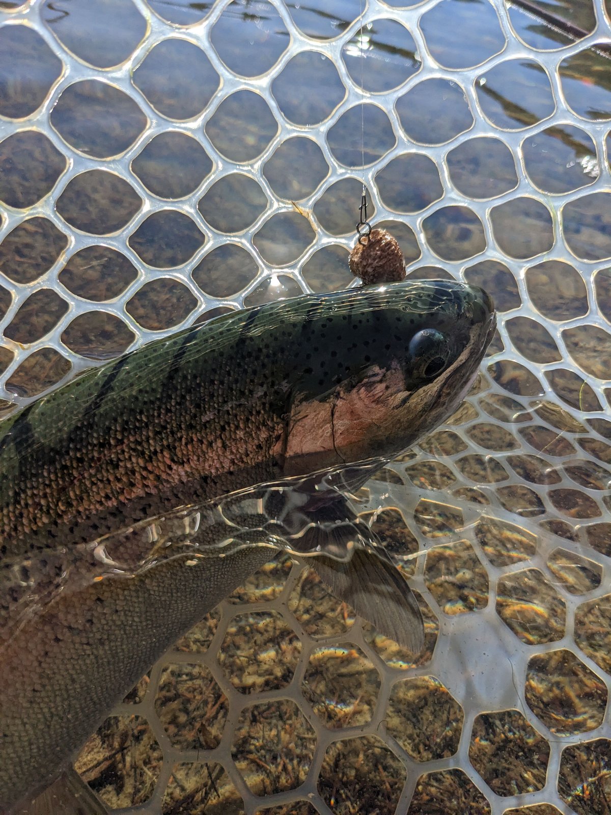 MASU NO UMEBOSHI (ブラウン) | J＆TROUT