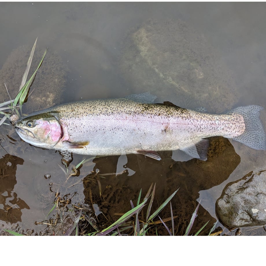 MASU NO UMEBOSHI (つぶつぶブラウン) | J＆TROUT