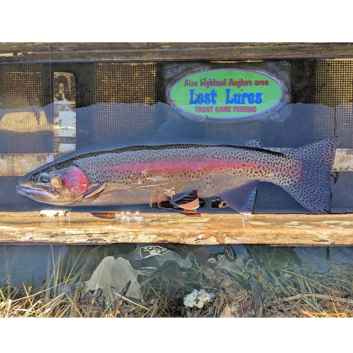 MASU NO UMEBOSHI (ベージュ) | J＆TROUT