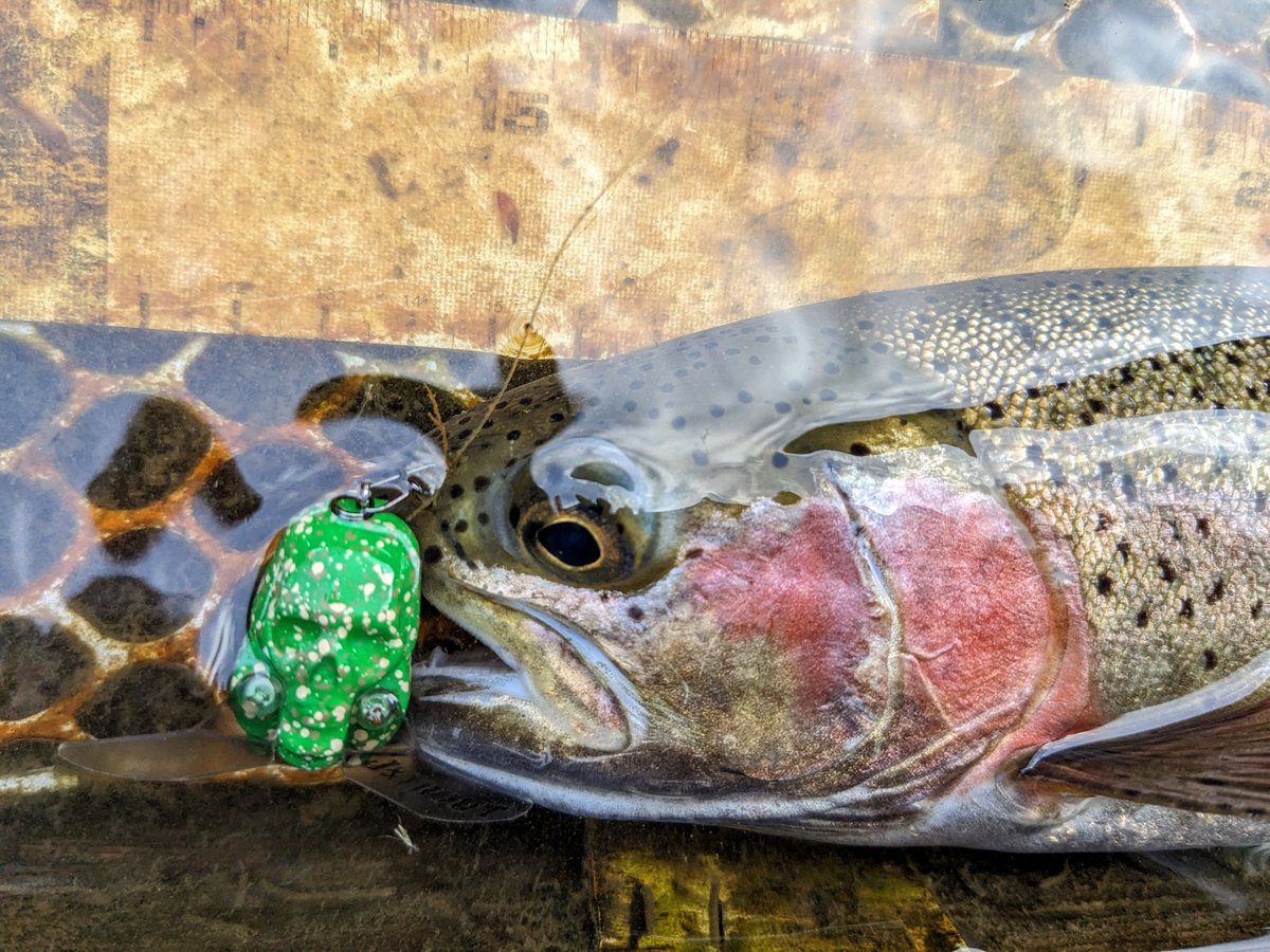 蟲たちの宴 (バジル) | J＆TROUT