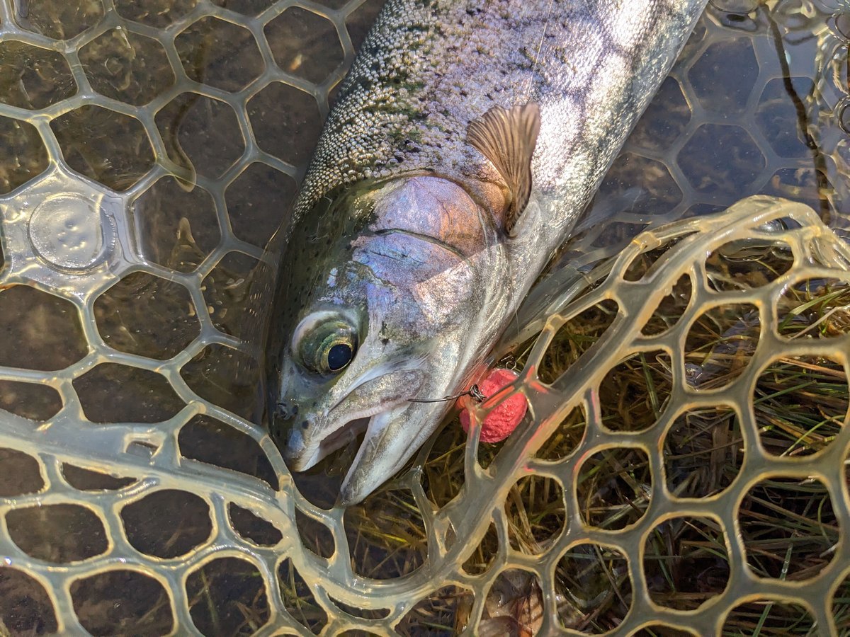 MASU NO UMEBOSHI (ピンク) | J＆TROUT