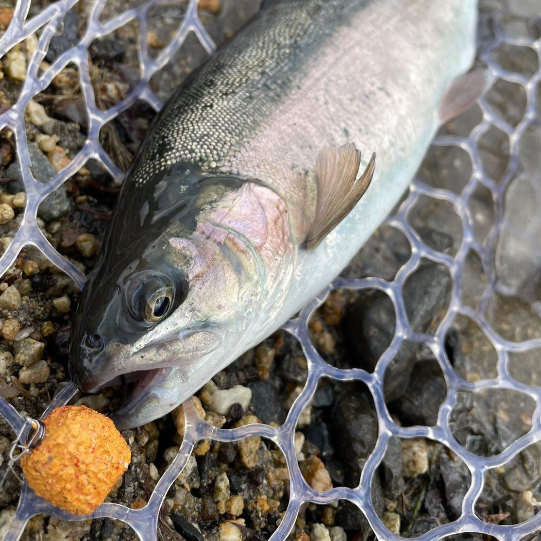 限定ルアー1個 × 鱒のたれ（バーベキュー）1本 | J＆TROUT