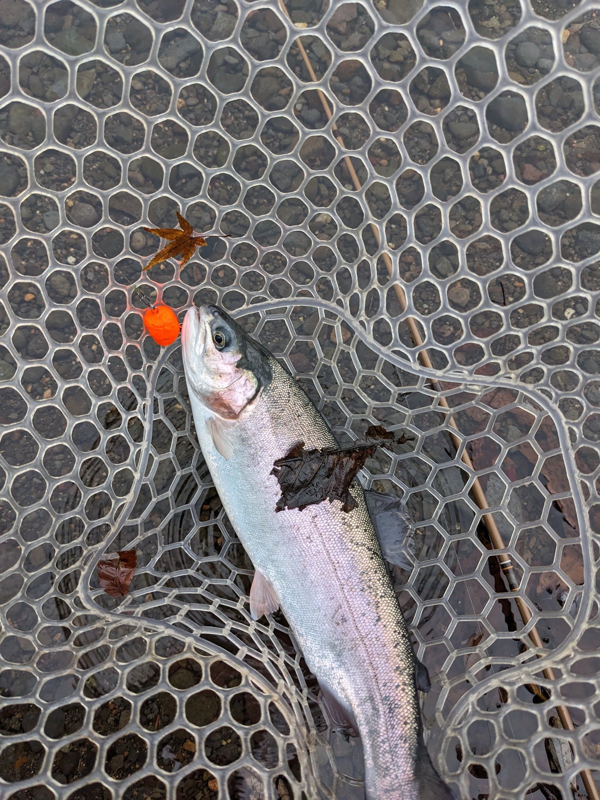 MASU NO UMEBOSHI (蛍光オレンジ) | J＆TROUT