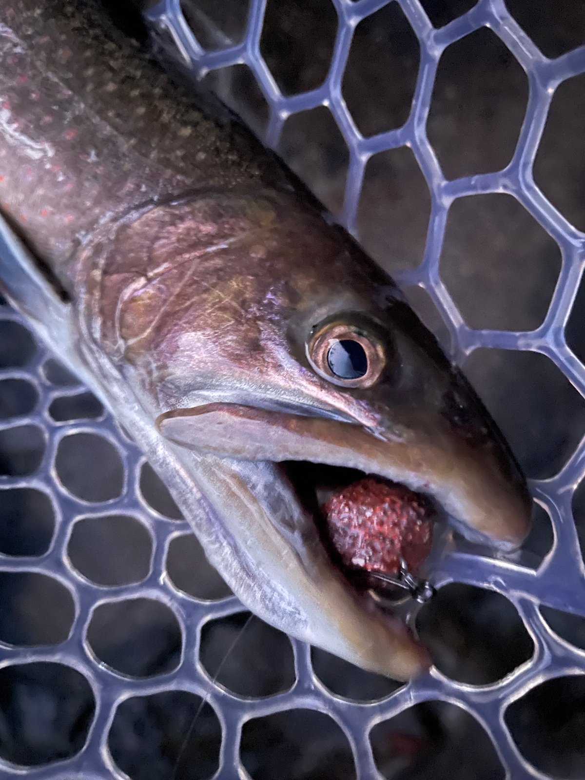 限定ルアー1個 × 鱒のたれ（スタミナユッケ）1本 | J＆TROUT