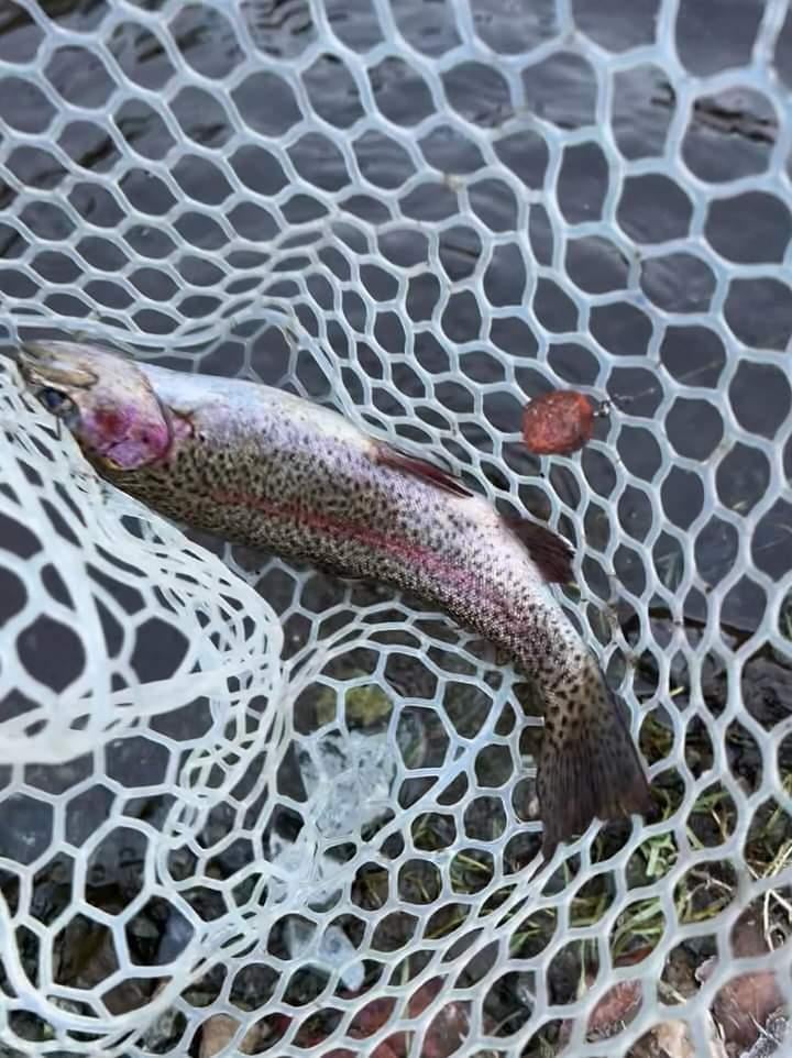 限定ルアー1個 × 鱒のたれ（スタミナユッケ）1本 | J＆TROUT