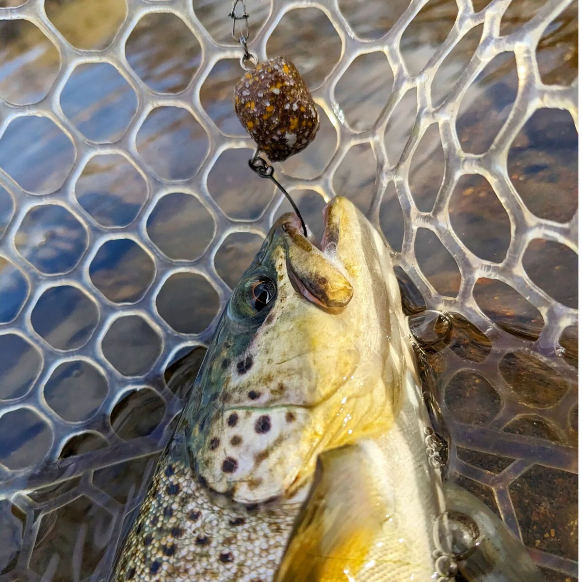 MASU NO UMEBOSHI (つぶつぶブラウン) | J＆TROUT