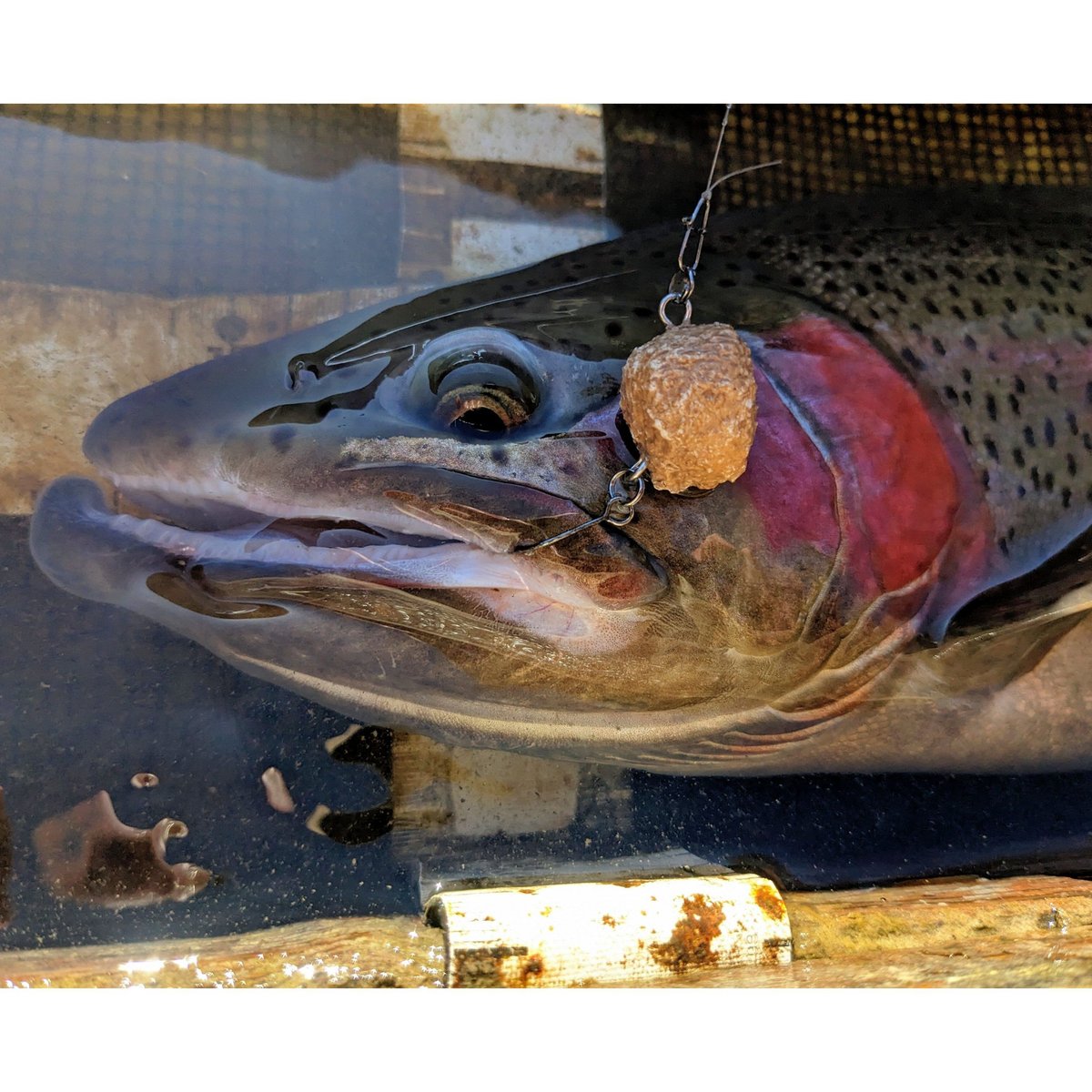 MASU NO UMEBOSHI (ベージュ) | J＆TROUT