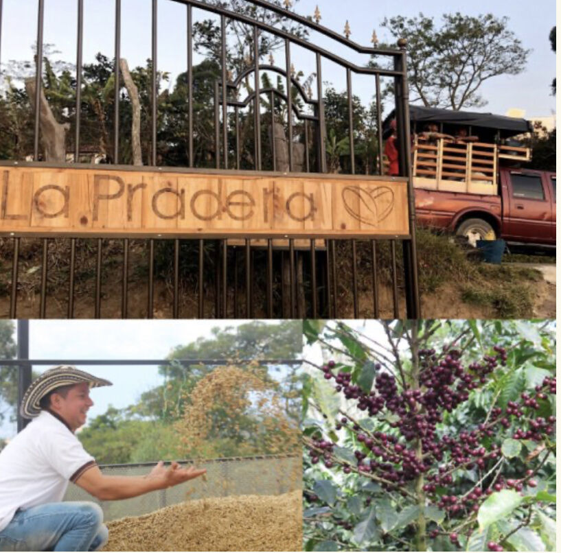 Colombia La pradera natural | KAMEYACOFFEE&ROAS...