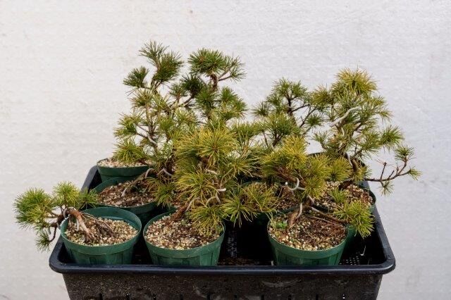 五葉松7年物 | EVER ROOTS BONSAI STORE 五葉松7年物 | EVER ROOTS BONSAI STORE