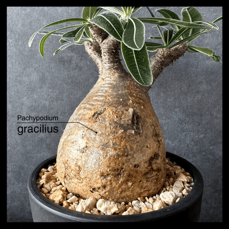 Laule'a PLANTS Laule'a PLANTS