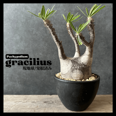 Laule'a PLANTS Laule'a PLANTS