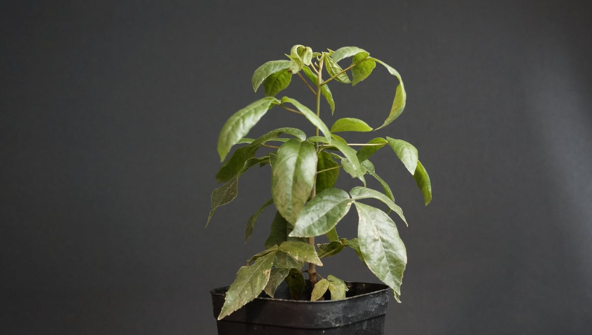 "Commiphora mildbraedii 'Red Brown Bark'" コミフォラ...