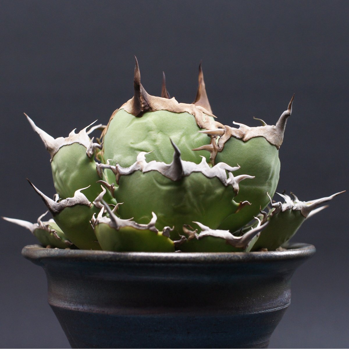 アガベ チタノタ【狂戦士】 "Agave titanota" 管理2502 | bokaapc...