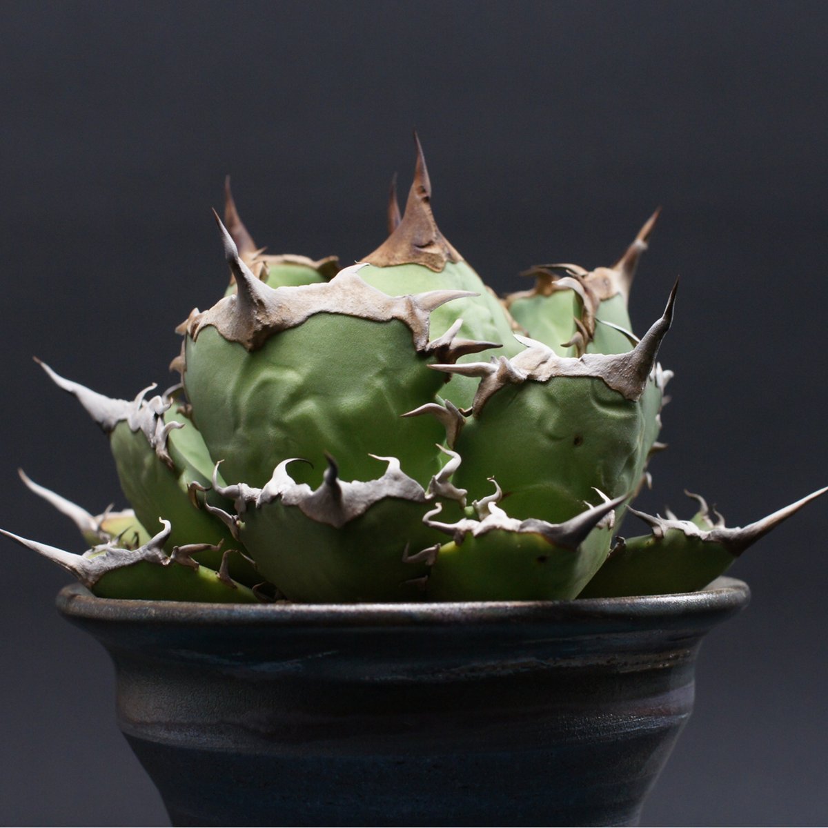 アガベ チタノタ【狂戦士】 "Agave titanota" 管理2502 | bokaapc...