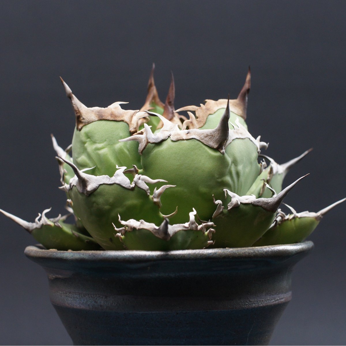 アガベ チタノタ【狂戦士】 "Agave titanota" 管理2502 | bokaapc...