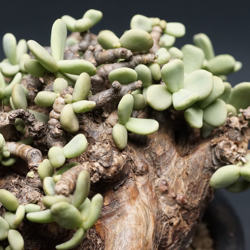 Ceraria pygmaea Ceraria pygmaea