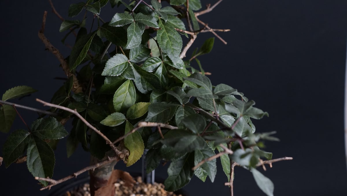 "Commiphora eminii" コミフォラ エミニー 管理1056 | bokaapc...