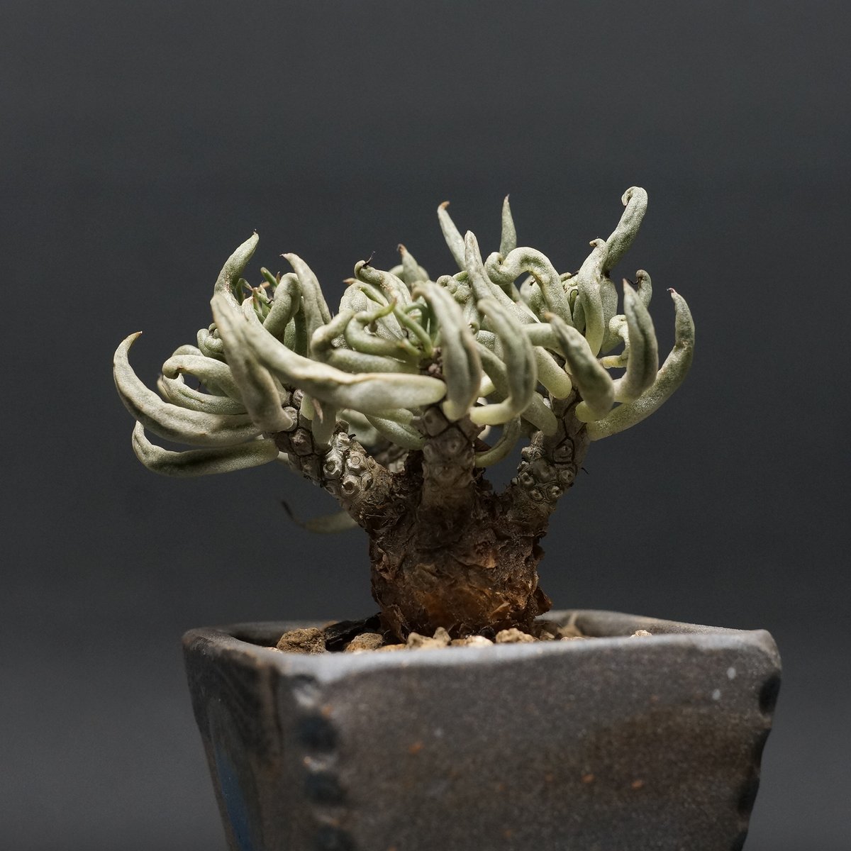 "Tylecodon pearsonii" チレコドン ペアルソニー 【白象】 管理2371 ...