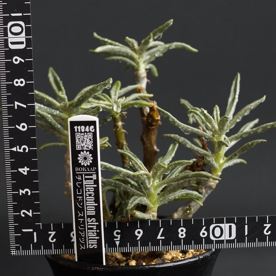 "Tylecodon striatus" チレコドン ストリアツス 管理1184 | boka...