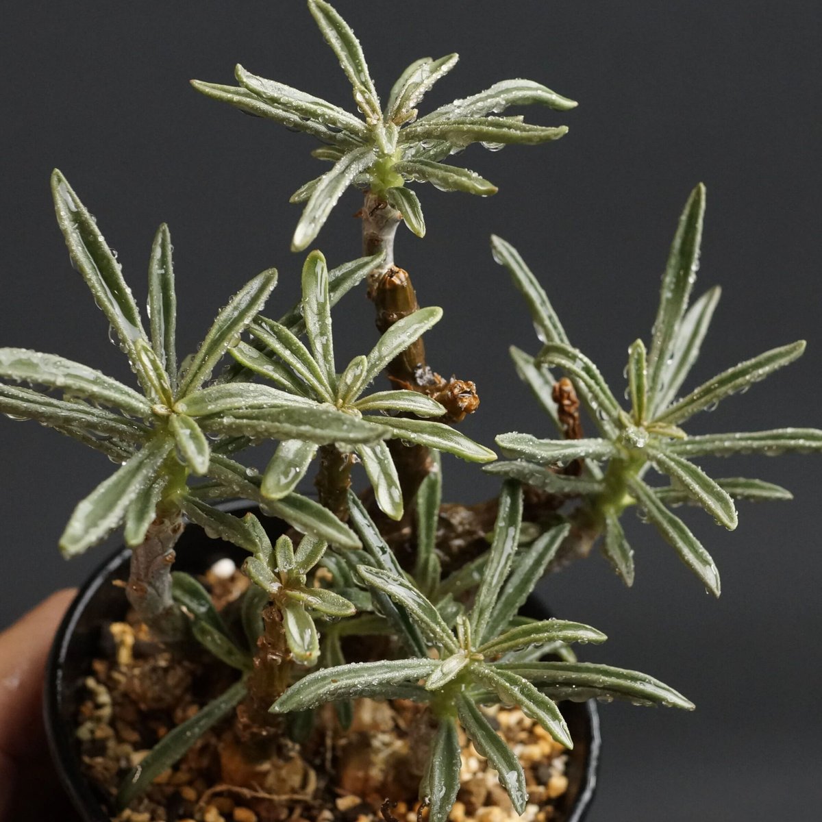 "Tylecodon striatus" チレコドン ストリアツス 管理1184 | boka...