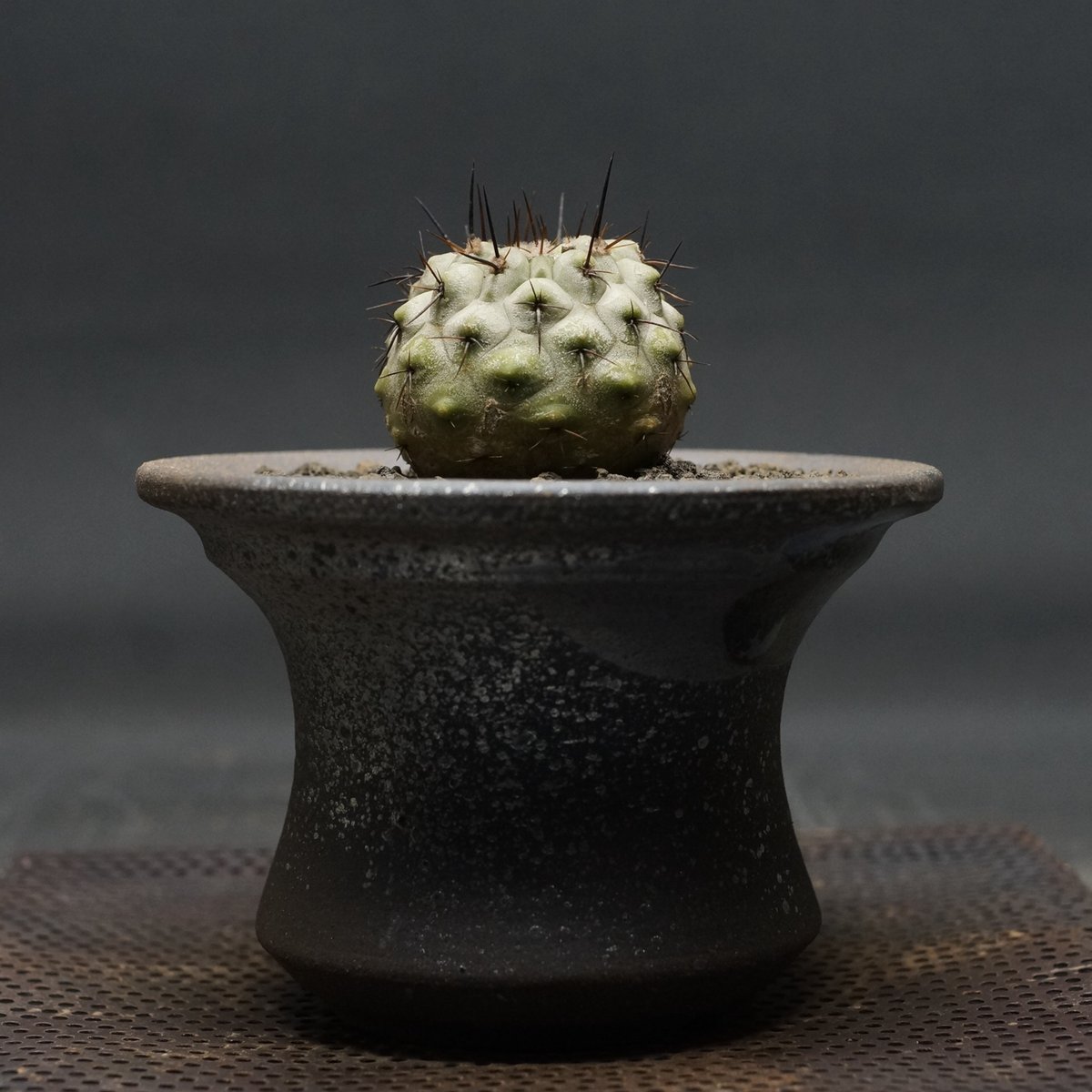 Copiapoa cinerea Copiapoa cinerea