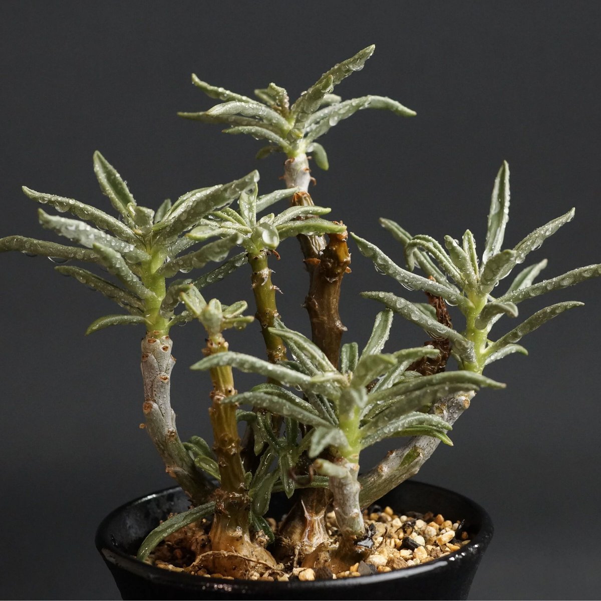 "Tylecodon striatus" チレコドン ストリアツス 管理1184 | boka...