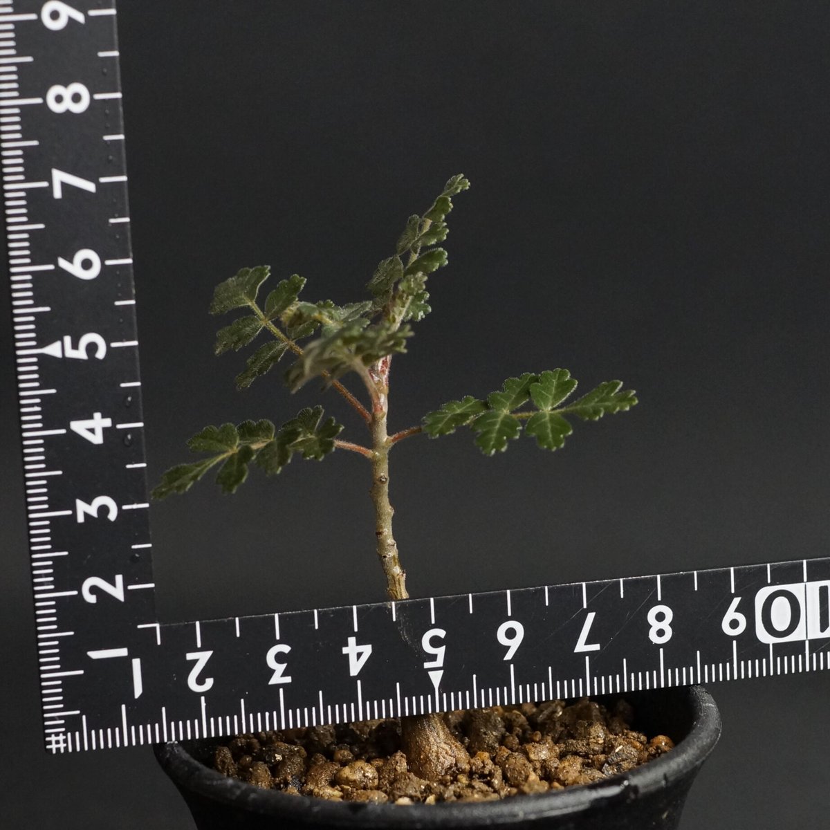 "Pachycormus discolor" パキコルムス ディスカラー 管理1183 | b...