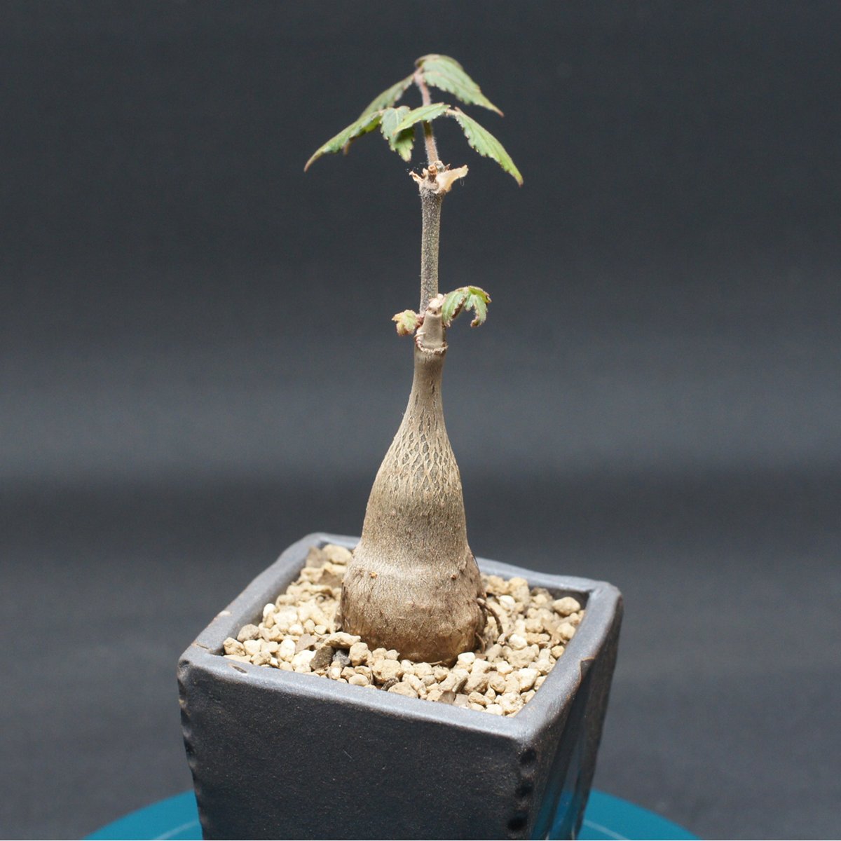 キフォステンマ ラザ "Cyphostemma laza" 管理2545 | bokaapco...