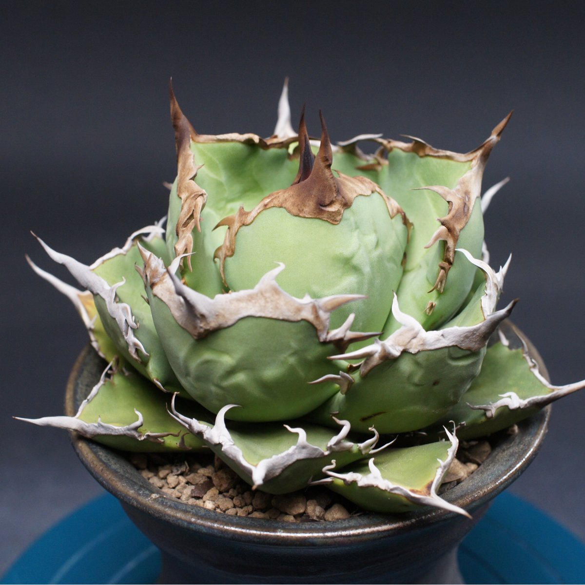 アガベ チタノタ【狂戦士】 "Agave titanota" 管理2502 | bokaapc...