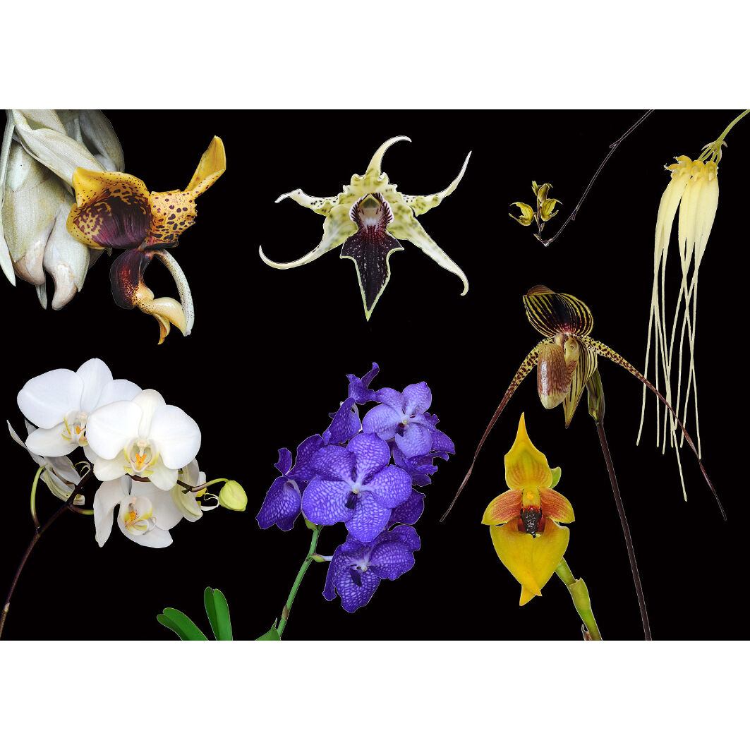 Immediate Relief イミディエイト リリーフ 15ml | Fairy gifts