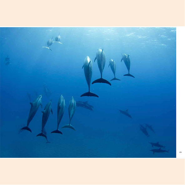 Dear Maui マウイを巡る12の物語 | リトルギフトブックス