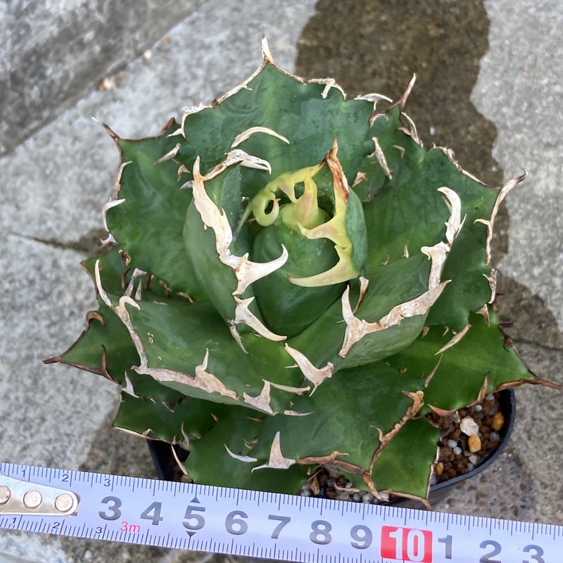 アガベチタノタ鬼爪 Agave titanota 'Ghost Claw' 鉢付き発送 | アガベチタノタ鬼爪 Agave titanota 'Ghost Claw' 鉢付き発送 |