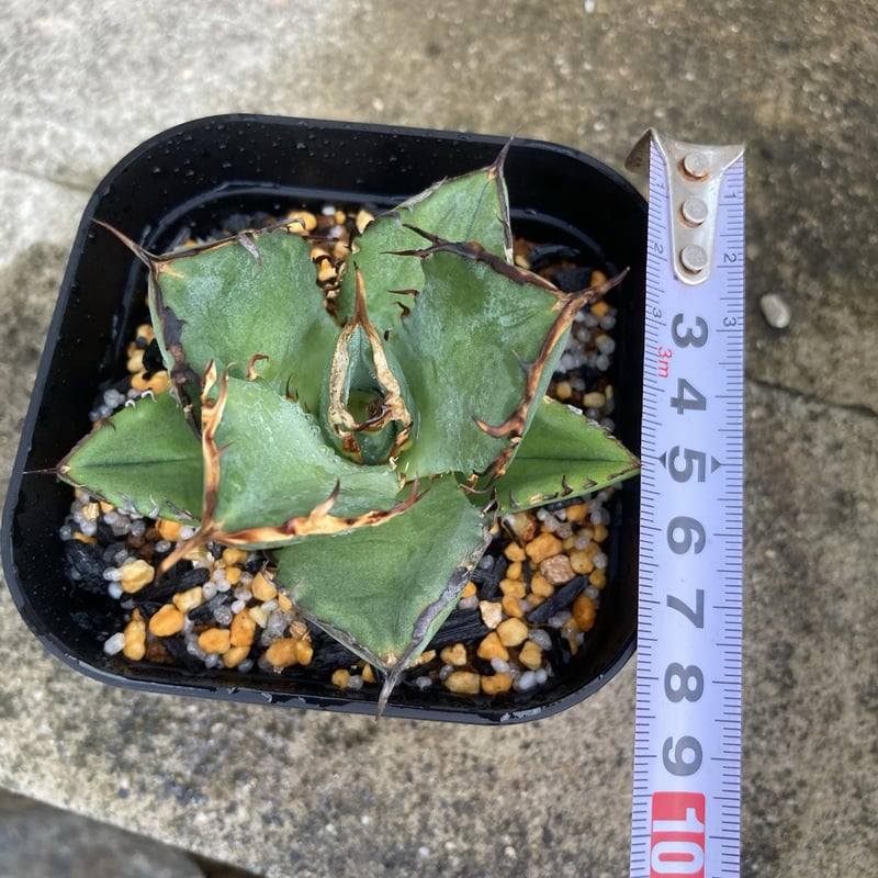 アガベ チタノタ 龍牙 agave titanota dragon fang 鉢付き発送 | アガベ チタノタ 龍牙 agave titanota dragon fang 鉢付き発送 |