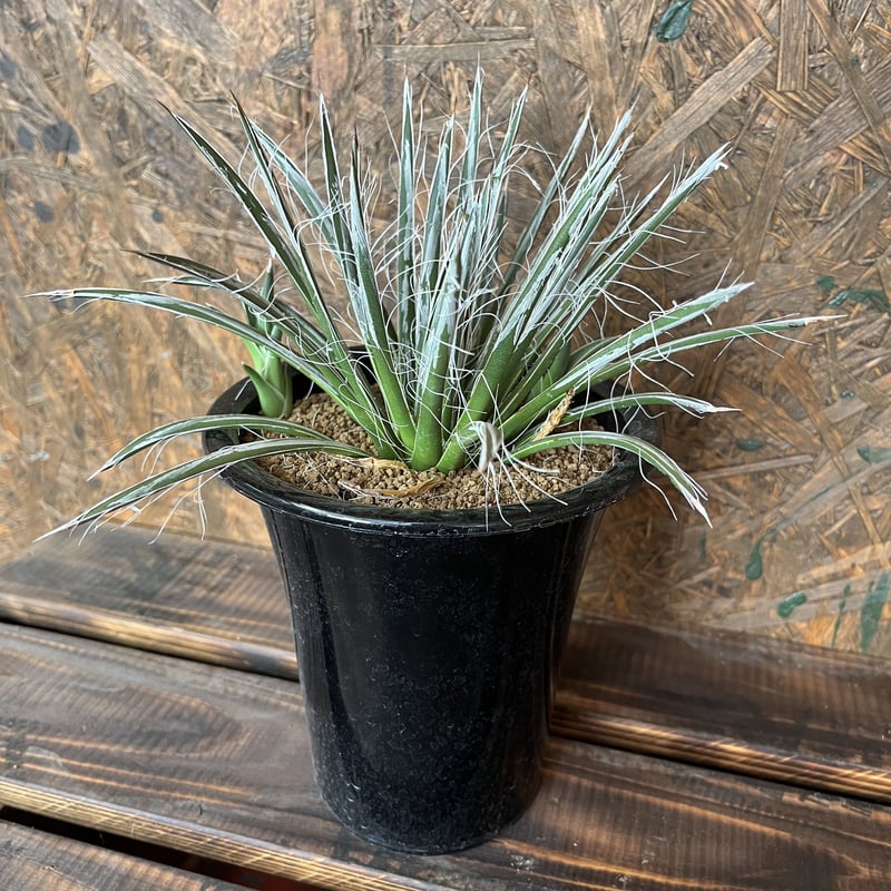 agave 特選姫乱れ雪 | UCHIDA NOUEN agave 特選姫乱れ雪 | UCHIDA NOUEN