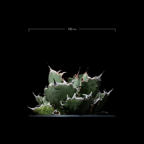 アガベ・チタノタ FO-222 / Agave titanota ‘FO-222’ #1